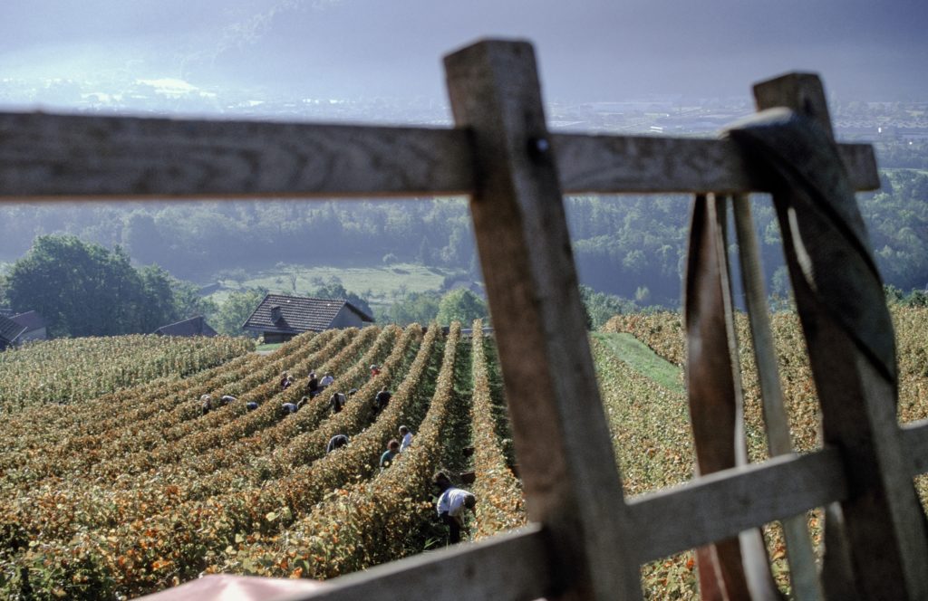 Le vignoble d'Ayze - Tourisme Faucigny-Glières au coeur de la Haute Savoie